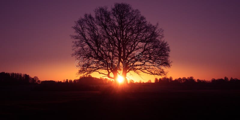 A Beautiful Sunrise Behind the Large Oak Trees in Spring. Bare Tree ...