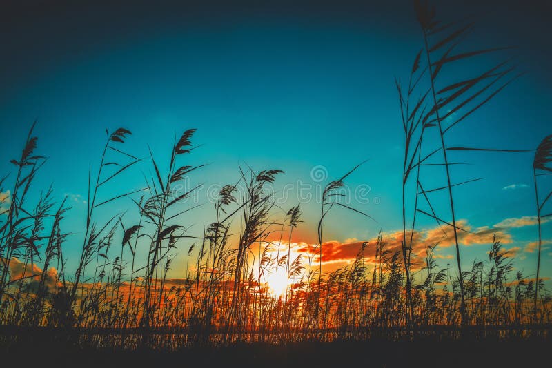 Beautiful Sunrise Behind a Tall Grass Field Stock Photo - Image of ...