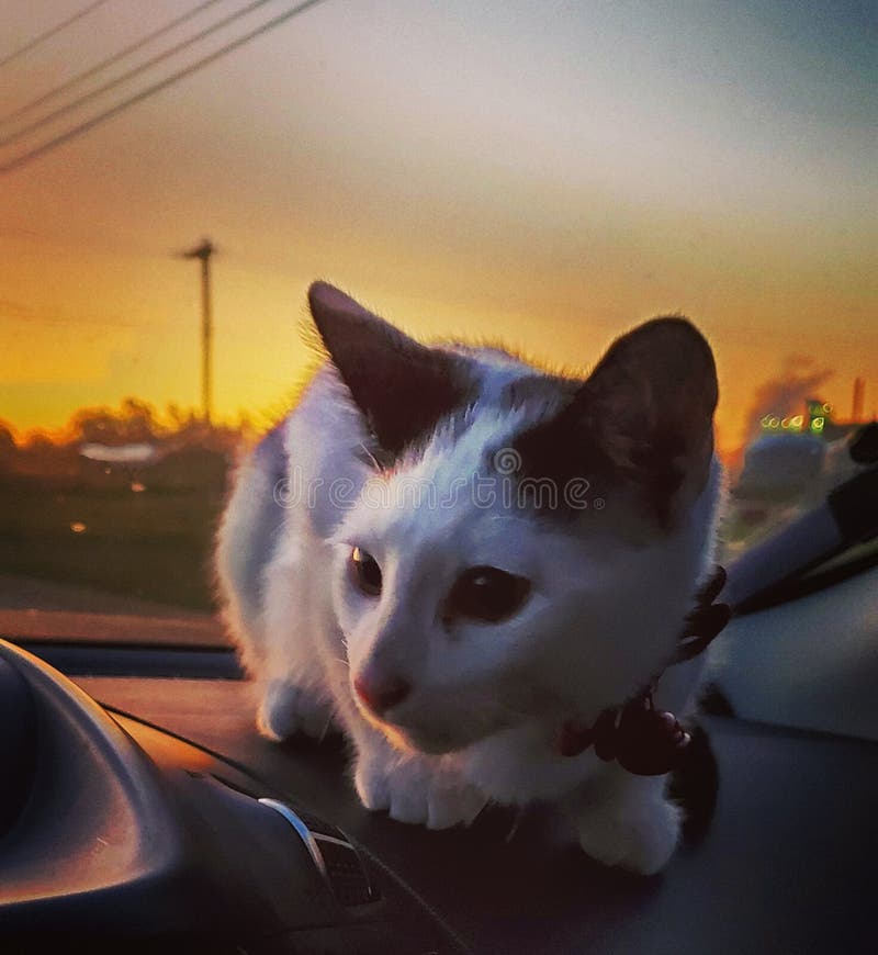 Beautiful cat at sunrise stock image. Image of feline - 35112593
