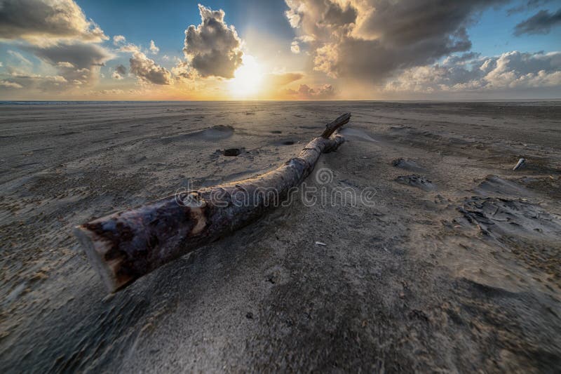 Tidal Mudflat Ecosystem , French Guiana Stock Image - Image of ...