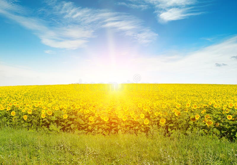 Beautiful Sunrise Over Sunflower Field Stock Image - Image of country ...