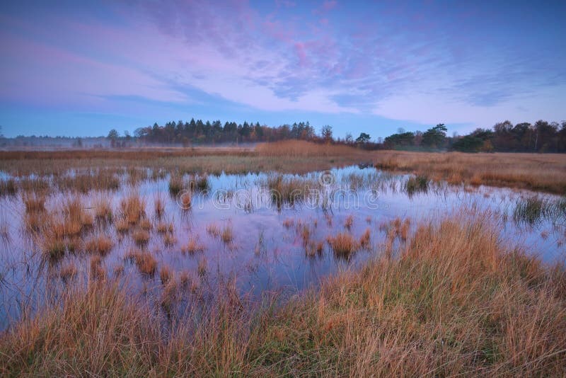 Beautiful Sunrise Over Swamp in Forest Stock Photo - Image of seasonal ...