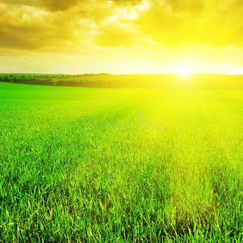 Sunrise Over a Spring Meadow Stock Image - Image of grass, landscape ...