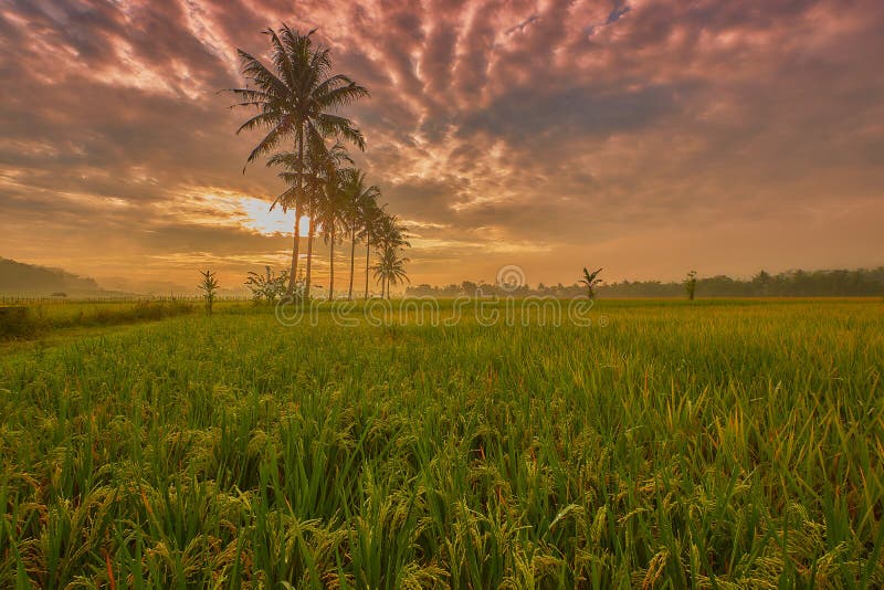 Beautiful Sunrise on the Ricefields Stock Image - Image of asia ...