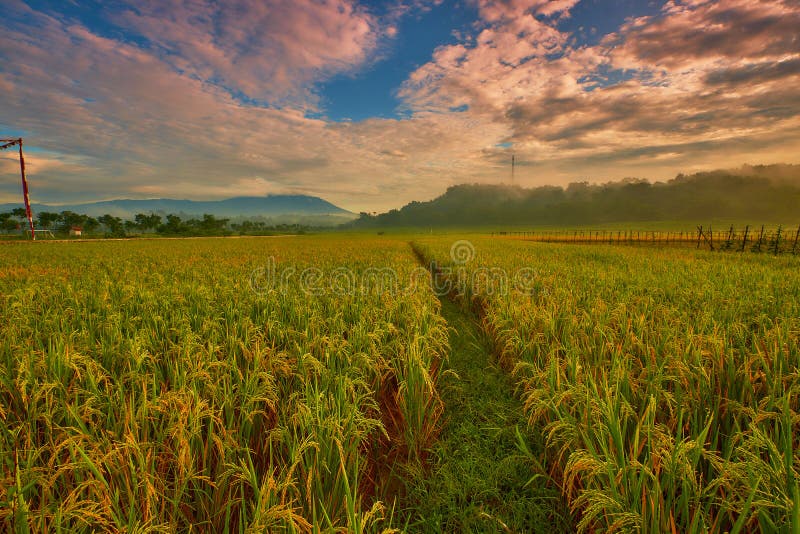 Beautiful Sunrise on the Ricefields Stock Image - Image of agriculture ...