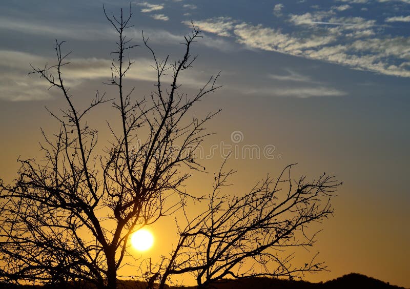 Beautiful Sunrise with Tree Backlit Stock Image - Image of climate ...