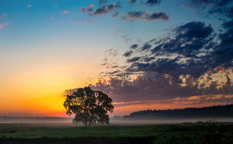 Beautiful sunrise and tree stock image. Image of light - 187901083