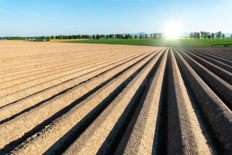 Sunset Above the Field with Rows Stock Photo - Image of earth, industry ...