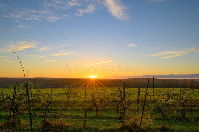 Beautiful Sunset Above the Grapevines. Bozrah, Connecticut Stock Image ...