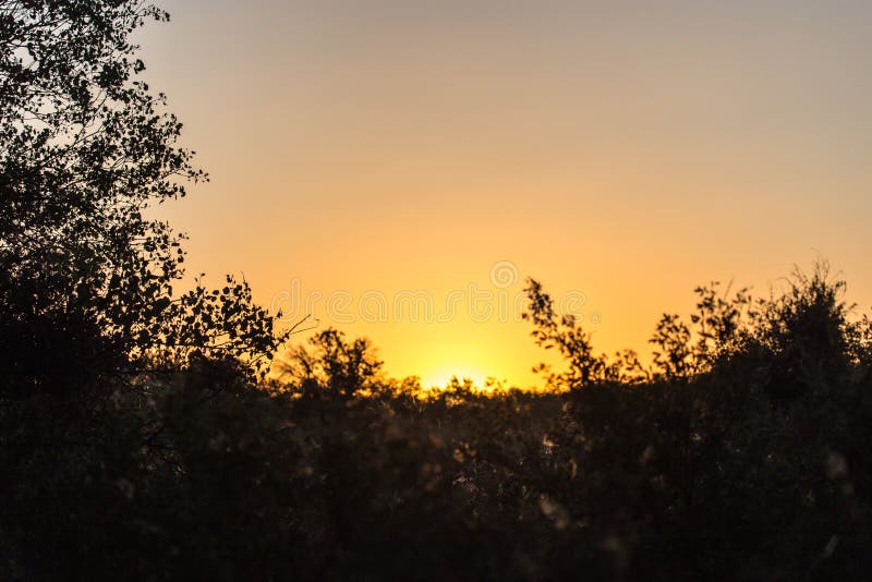 A Beautiful Sunset on a Background of Trees Stock Image - Image of ...