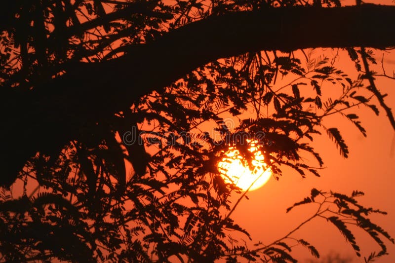 Beautiful Sunset Behind the Tree. Stock Photo - Image of reflection ...