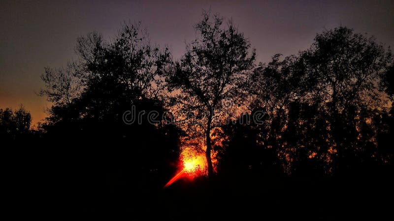 Beautiful Sunset Behind Trees , Tree Shadow in Sunset , Beautiful ...