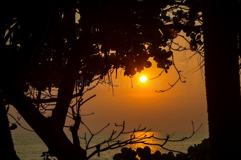 Sky tree in the shadows stock photo. Image of inspirational - 150520428