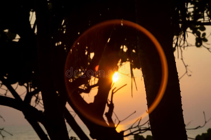 Sky tree in the shadows stock photo. Image of inspirational - 150520428