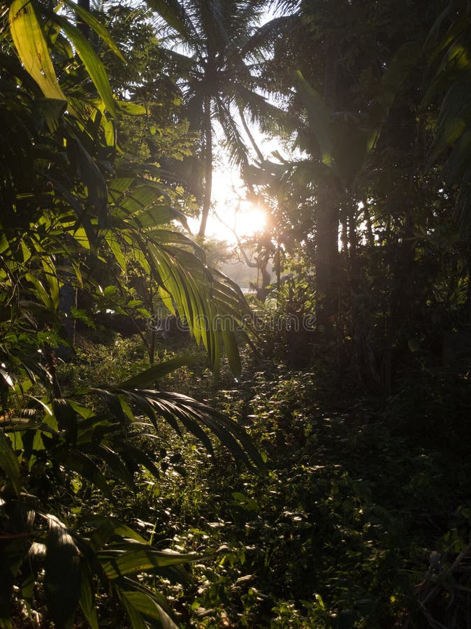 Beautiful Sunset Beyond Trees Hdr Stock Photo - Image of pixel, mood ...