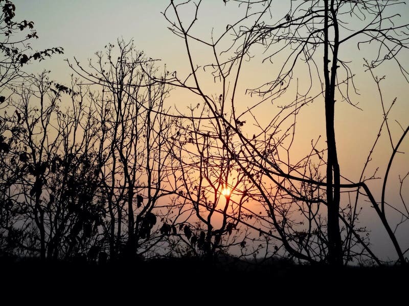 Beautiful Sunset with Black Tree and Sky Wallpaper Stock Photo - Image ...