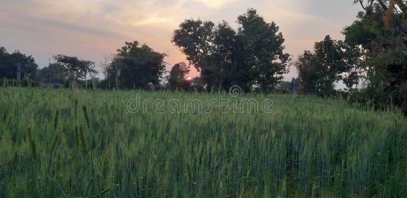 Beautiful Sunset Blue Sky Green Stock Photo - Image of blue, green ...
