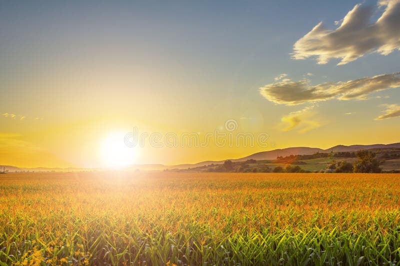 Beautiful Sunset with Corn Field Stock Photo - Image of natural, blue ...
