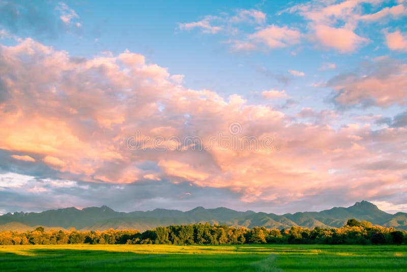 Beautiful Sunset and Dark Clouds on Rice Fields with Trees and B Stock ...