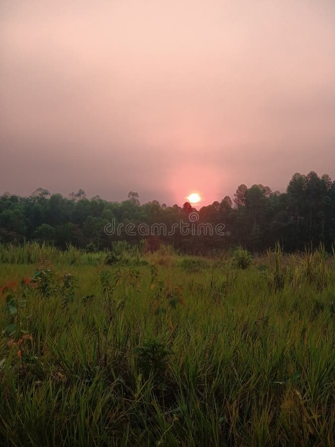 Beautiful Sunset on the Edge of the Ecalyptus Forest Stock Photo ...