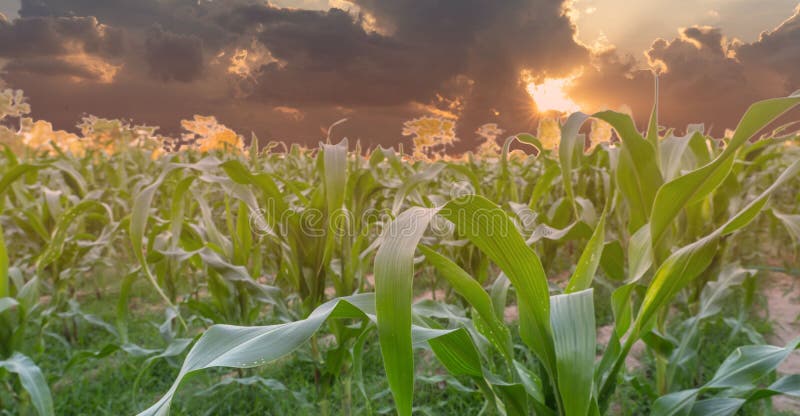 Beautiful Sunset in the Evening Over the Corn Field. Stock Photo ...