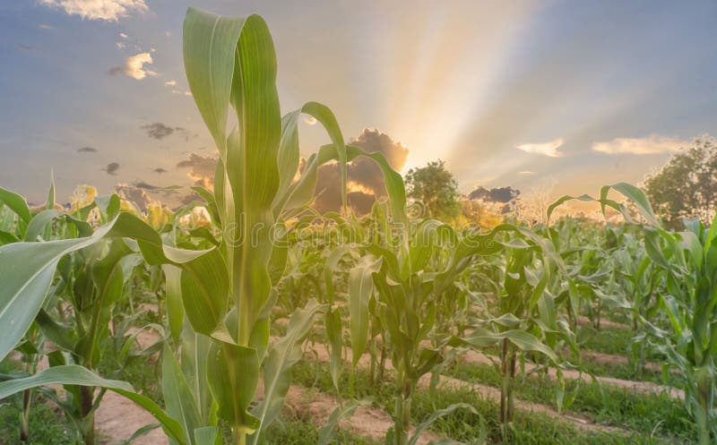 Beautiful Sunset in the Evening Over the Corn Field. Stock Image ...