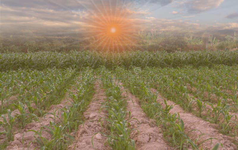Beautiful Sunset in the Evening Over the Corn Field. Stock Image ...