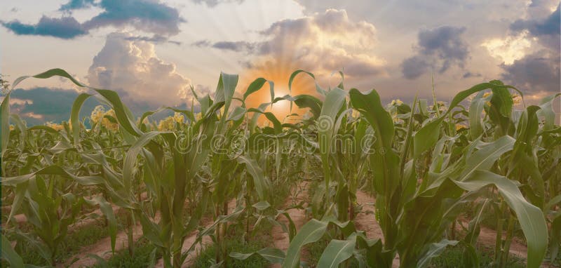 Beautiful Sunset in the Evening Over the Corn Field. Stock Photo ...