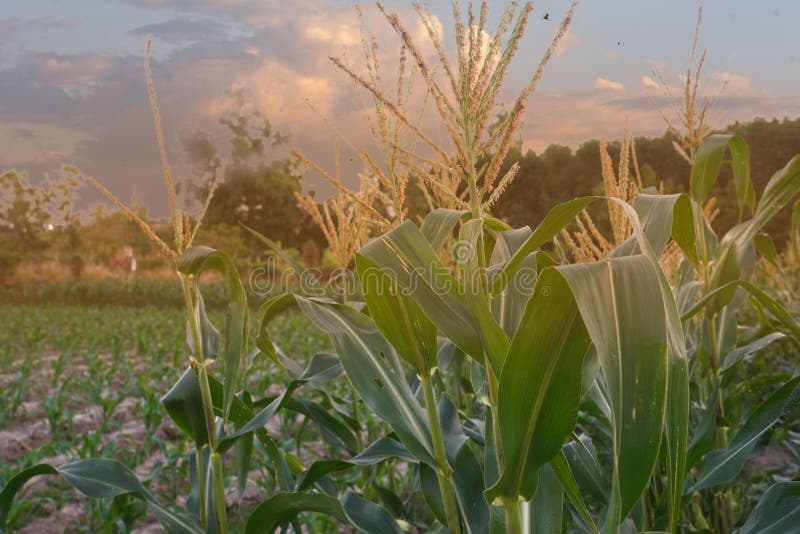 Beautiful Sunset in the Evening Over the Corn Field. Stock Image ...