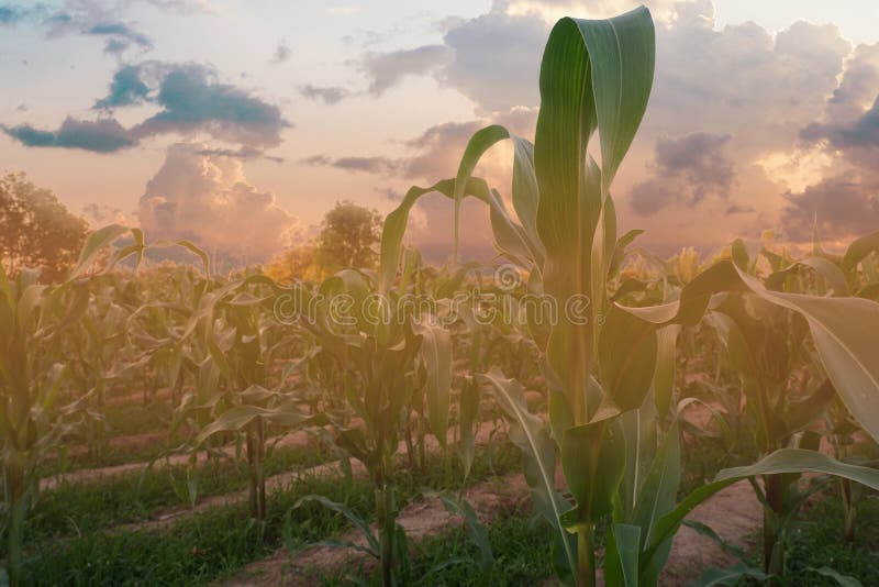 Beautiful Sunset in the Evening Over the Corn Field. Stock Image ...
