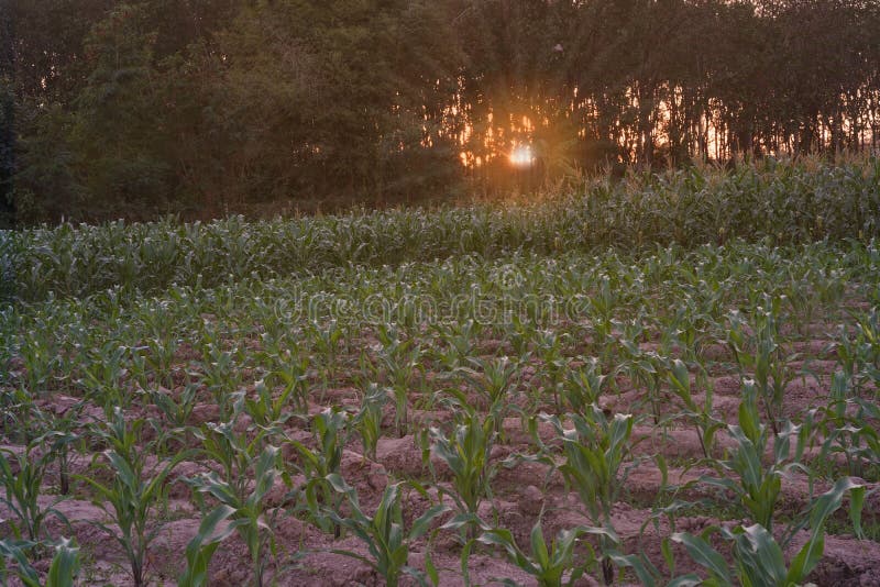 Beautiful Sunset in the Evening Over the Corn Field. Stock Image ...