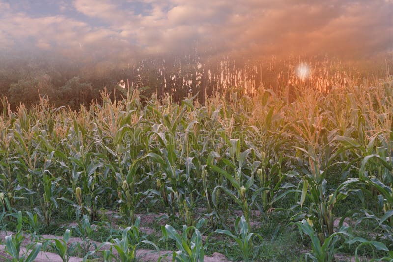Beautiful Sunset in the Evening Over the Corn Field. Stock Image ...