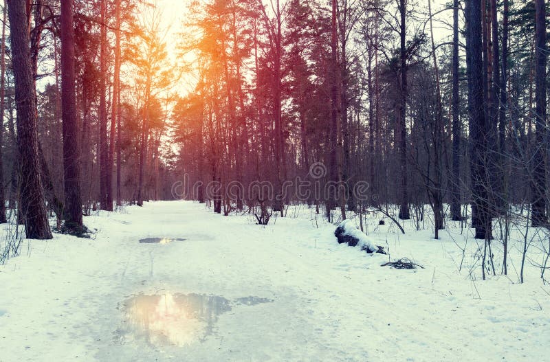 Beautiful Sunset In Evening Winter Woods. Stock Photo - Image of pine ...