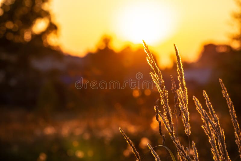 Beautiful Sunset in the Field. Stock Image - Image of sunset, dusk ...