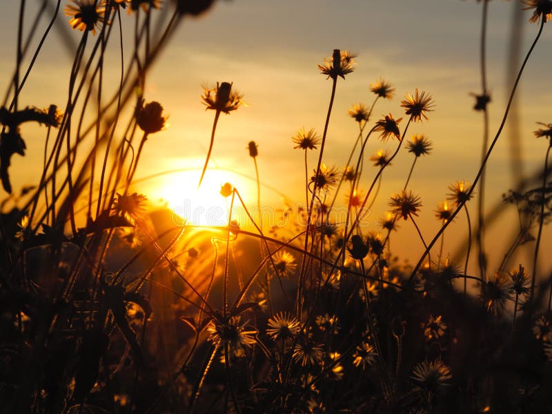 Beautiful sunset stock image. Image of meadow, fantastic - 30816975