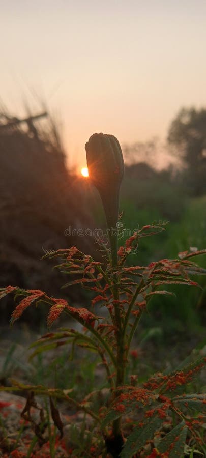 Beautiful Sunset Beautiful Flowers Stock Photo - Image of sunset ...