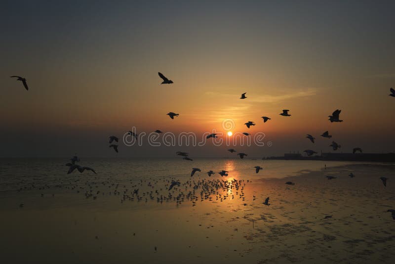 Beautiful Sunset and Flying Birds Over the Sea Stock Image - Image of ...