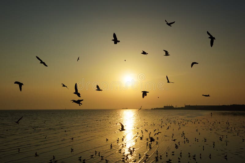 Beautiful Sunset and Flying Birds Over the Sea Stock Image - Image of ...