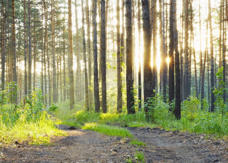 Beautiful sunset forest stock image. Image of dark, evergreen - 174959743