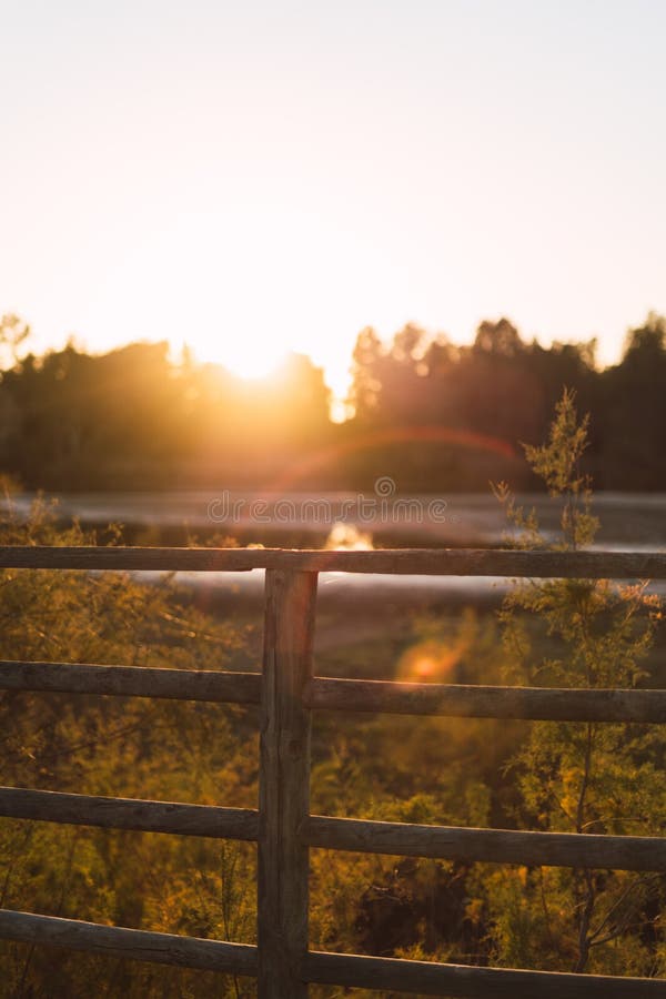 Beautiful Sunset in the Forest Stock Photo - Image of grass, wood ...
