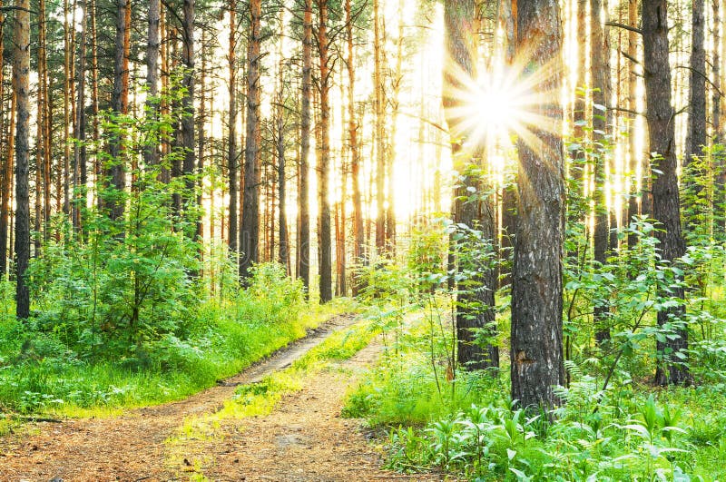 Beautiful bright sunset stock image. Image of bright - 207790029