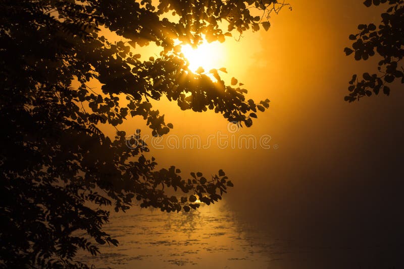 Beautiful Sunset in the Forest. the Enchanting Beauty of Nature Stock ...