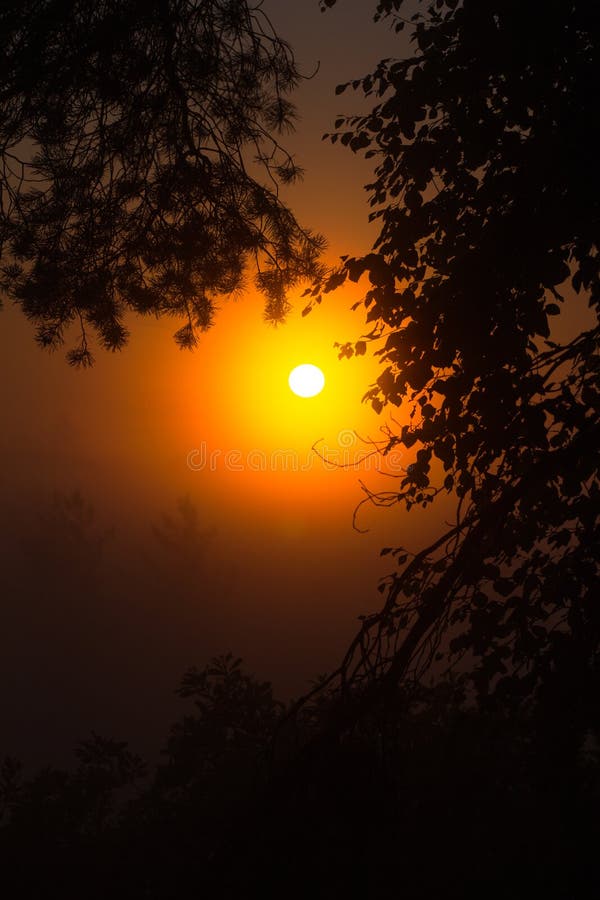 Beautiful Sunset in the Forest. the Enchanting Beauty of Nature Stock ...