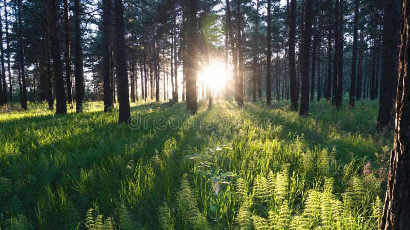 Beautiful Sunset in the Forest. Shadows from Tree Trunks Move Along the ...