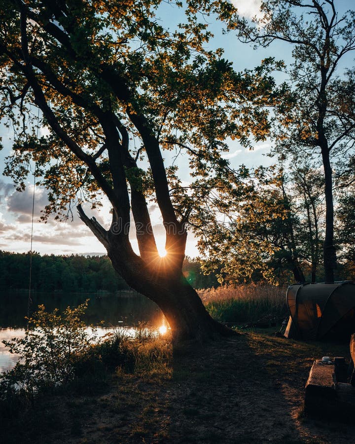 Beautiful Sunset Illuminated Over a Tree Standing at the Shoreline ...