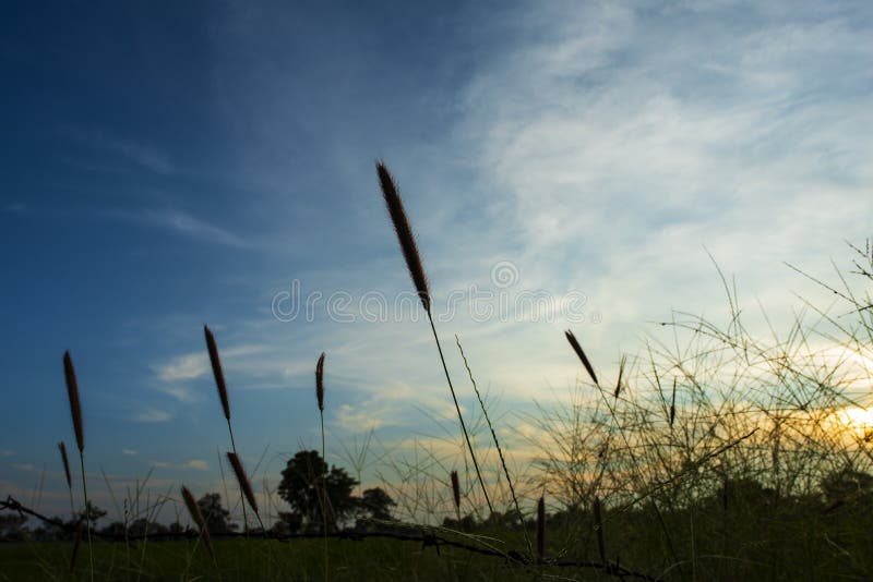 Beautiful Sunset Landscape Golden Light in the Spring Stock Image ...