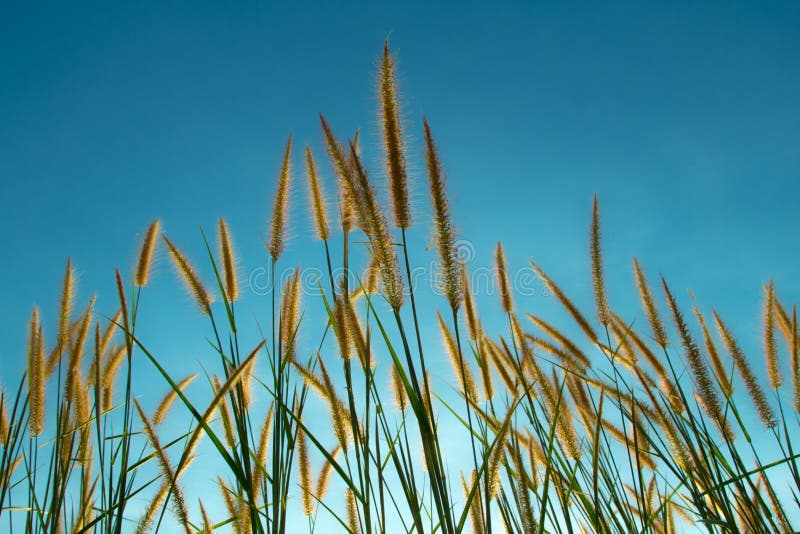 Beautiful Sunset Landscape Scene with Tall Grass Stock Photo - Image of ...
