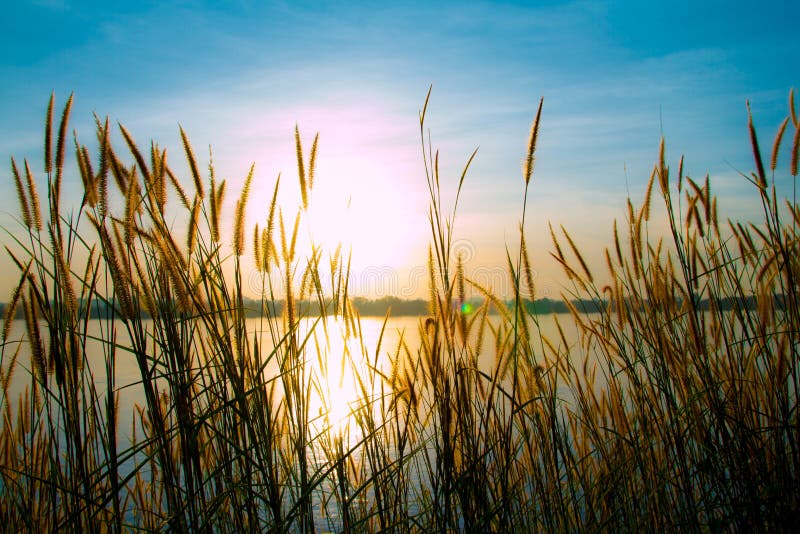 Beautiful Sunset Landscape Scene with Tall Grass Stock Photo - Image of ...