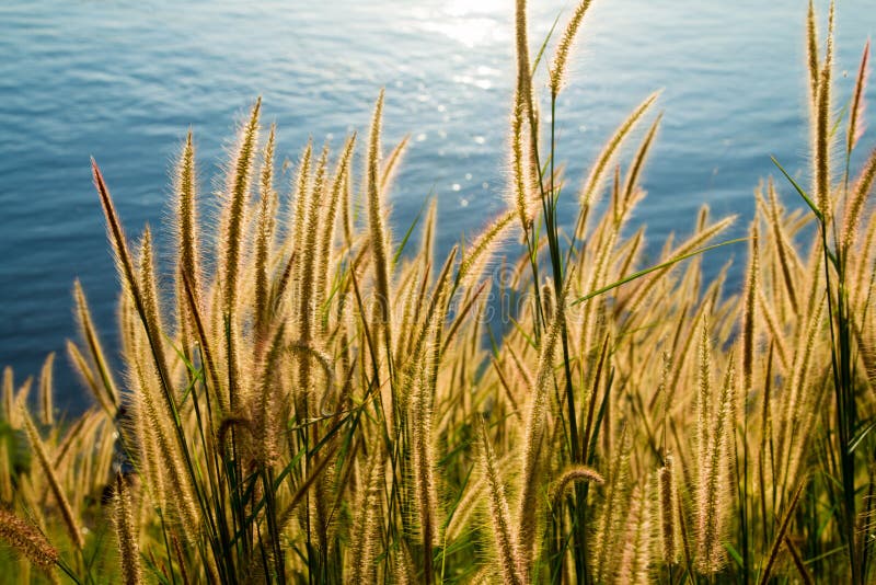 Beautiful Sunset Landscape Scene with Tall Grass Stock Image - Image of ...