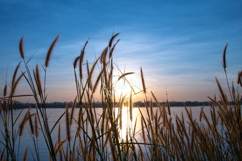 Beautiful Sunset Landscape Scene with Tall Grass Stock Image - Image of ...